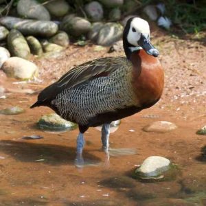 Ducks With Long Necks: A Comprehensive Guide - Birds & Wetlands