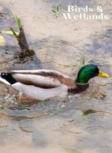 Everything You Need to Know About Ducks Feet - Birds & Wetlands