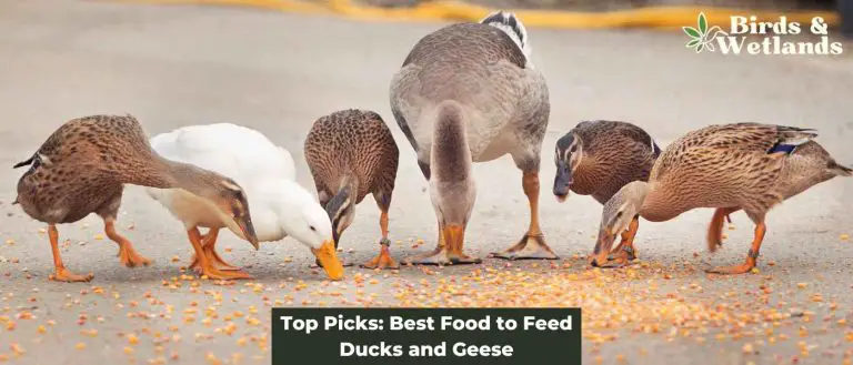 Top Picks: Best Food to Feed Ducks and Geese - Birds & Wetlands