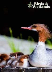 Common Merganser (Mergus merganser) - Birds & Wetlands