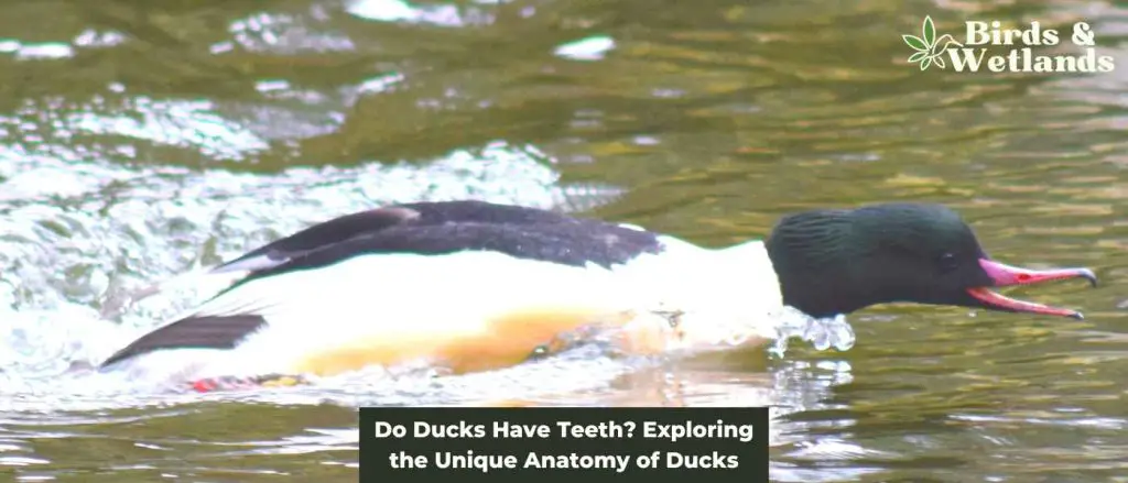 Ducks Anatomy: A Comprehensive Guide to Avian Structures - Birds & Wetlands