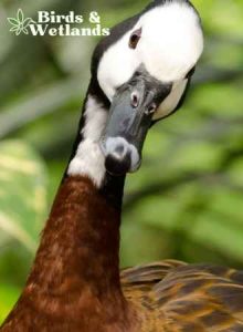 Why Do Ducks Bob Their Head Up and Down? Explained. - Birds & Wetlands