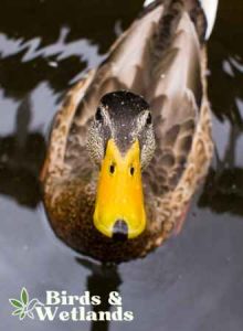 Ducks Anatomy: A Comprehensive Guide to Avian Structures - Birds & Wetlands