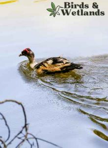 Ducks Anatomy: A Comprehensive Guide to Avian Structures - Birds & Wetlands