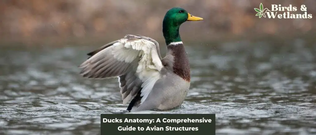 Ducks Anatomy: A Comprehensive Guide to Avian Structures - Birds & Wetlands