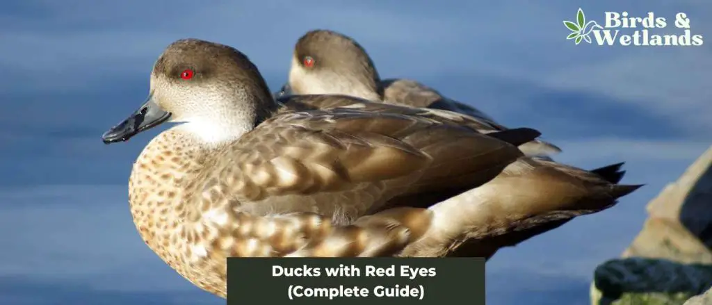 Ducks with Red Eyes (Complete Guide) - Birds & Wetlands