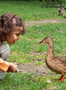 Wild Duck Feed: What to Feed Ducks in the Wild - Birds & Wetlands