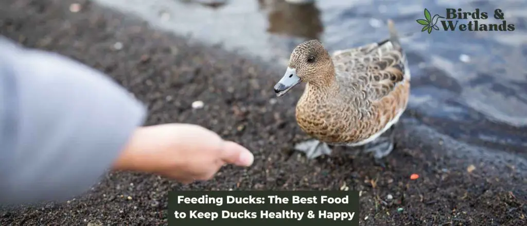 Feeding Ducks: The Best Food to Keep Ducks Healthy & Happy - Birds ...