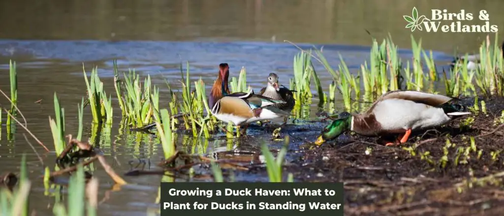 Growing a Duck Haven: What to Plant for Ducks in Standing Water - Birds ...