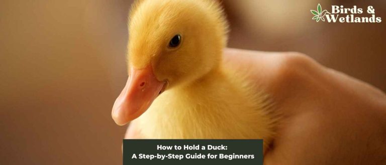 How to Hold a Duck: A Step-by-Step Guide for Beginners - Birds & Wetlands