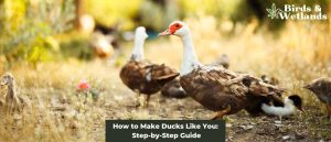 How to Make Ducks Like You: Step-by-Step Guide - Birds & Wetlands