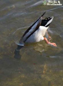 A Mallard's Menu: The Diet of Mallard Ducks - Birds & Wetlands