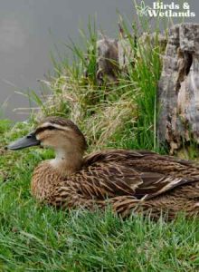 A Mallard's Menu: The Diet of Mallard Ducks - Birds & Wetlands