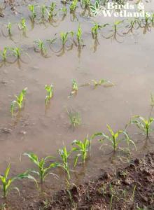 Duck Food Plot Seed: The Ultimate Guide to Planting for Waterfowl ...