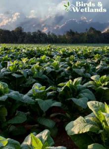 Duck Food Plot Seed: The Ultimate Guide to Planting for Waterfowl ...