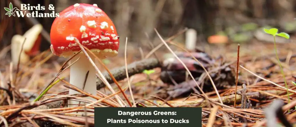 Dangerous Greens: Plants Poisonous to Ducks - Birds & Wetlands