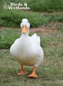 Taking Care of Ducks as Pets: A Beginner's Guide - Birds & Wetlands