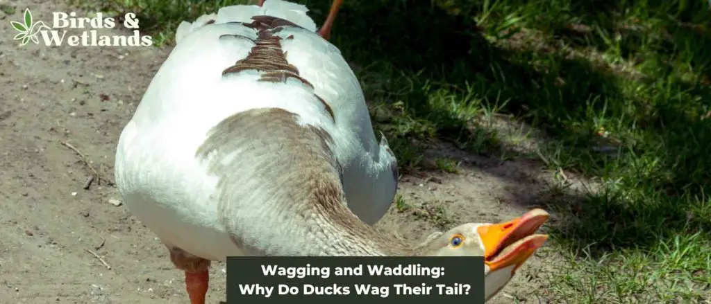 Ducks Anatomy: A Comprehensive Guide to Avian Structures - Birds & Wetlands