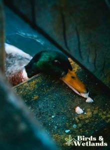 Wild Duck Feed: What to Feed Ducks in the Wild - Birds & Wetlands