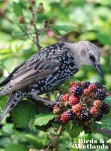 Bird Berries: Do Birds Eat Berries? - Birds & Wetlands