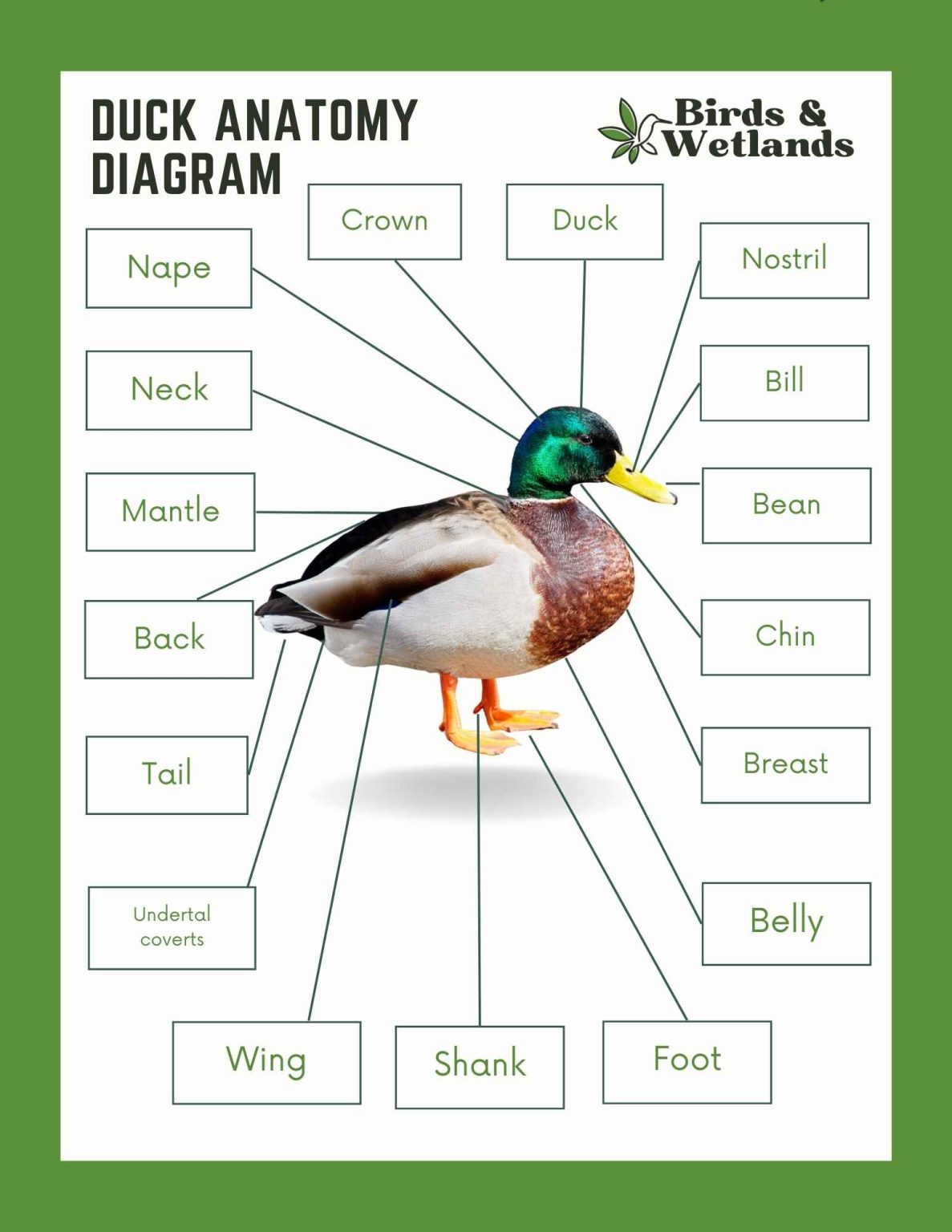 Ducks Anatomy: A Comprehensive Guide to Avian Structures - Birds & Wetlands