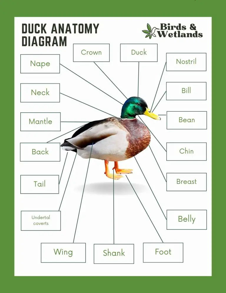 Ducks Anatomy: A Comprehensive Guide to Avian Structures - Birds & Wetlands
