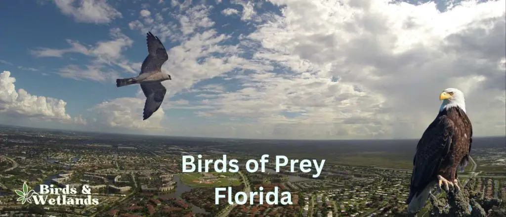 21 Birds of Prey in Florida (Most Common + Photo Guide) - Birds & Wetlands
