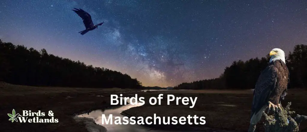 Birds of Prey in Massachusetts (21 Types + Photo Guide) - Birds & Wetlands