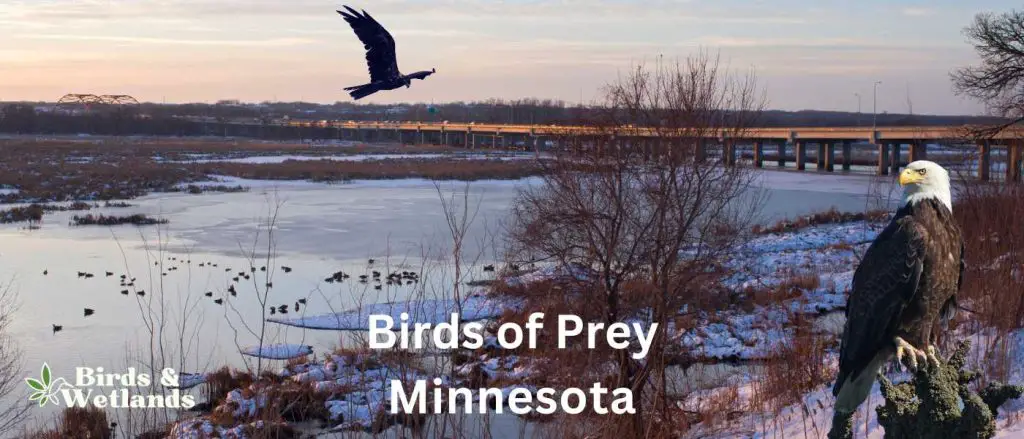 Birds of Prey in Minnesota (23 Types + Photo Guide) - Birds & Wetlands