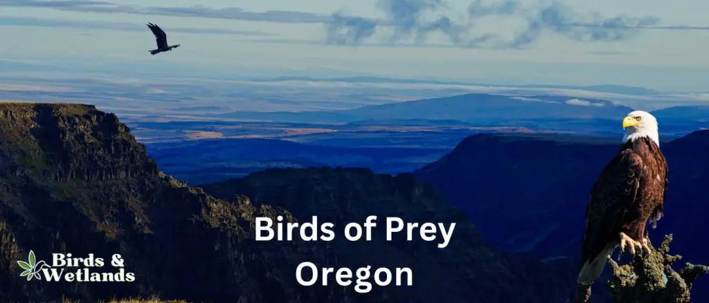 Birds of Prey in Oregon (23 Most Common) - Birds & Wetlands