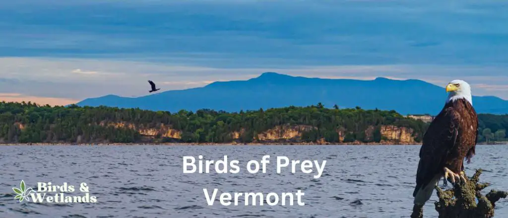 Birds of Prey in Vermont (20 + Photo Guides) - Birds & Wetlands
