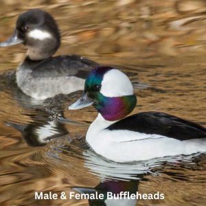 25 Species of Water Birds in Ohio (ID Guide) - Birds & Wetlands