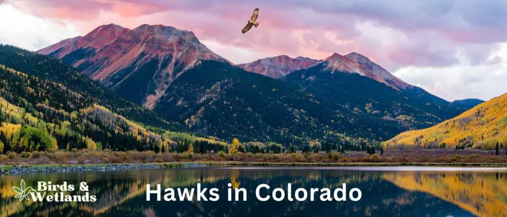 13 Majestic Hawks in Colorado (Photo Guide) - Birds & Wetlands