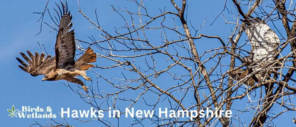 8 Captivating Hawks in New Hampshire! (+ Photo Guides) - Birds & Wetlands