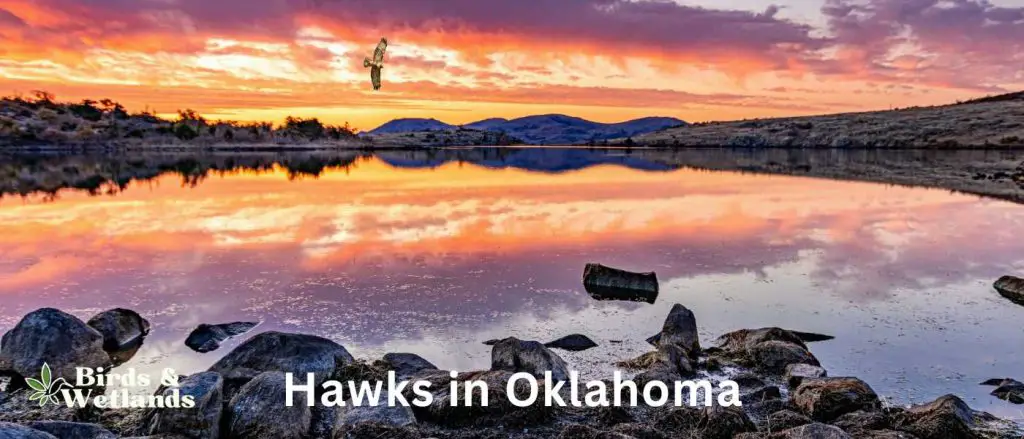 11 Majestic Hawks in Oklahoma (+ Photo Guides) - Birds & Wetlands