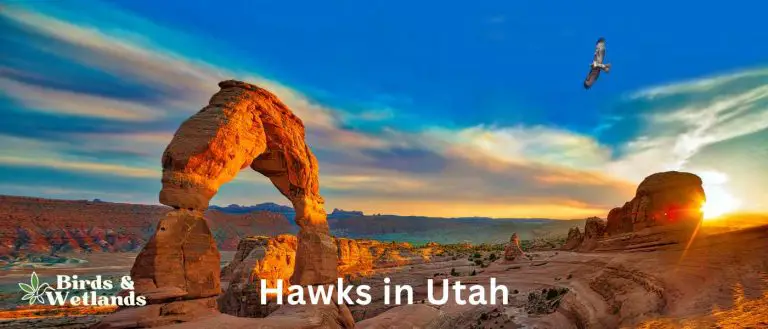 13 Fascinating Hawks in Utah - Birds & Wetlands