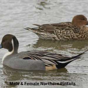 25 Species of Water Birds in Ohio (ID Guide) - Birds & Wetlands