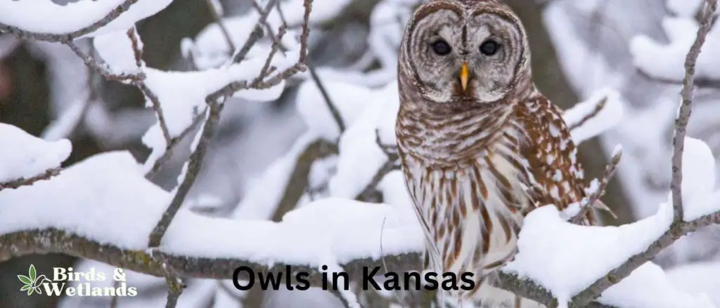 Discover the 9 Enthralling Owls in Kansas - Birds & Wetlands