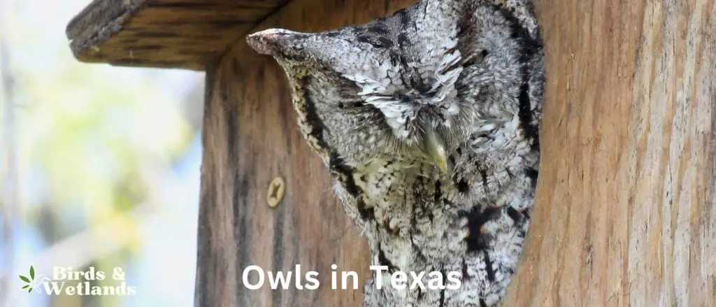 Unveiling the 13 Species of Owls in Texas - Birds & Wetlands