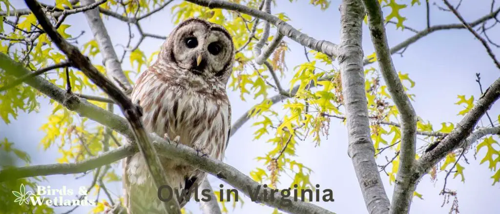 8 Distinctive Owls in Virginia - Birds & Wetlands