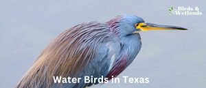 Water Birds in Texas (29 Species) - Birds & Wetlands