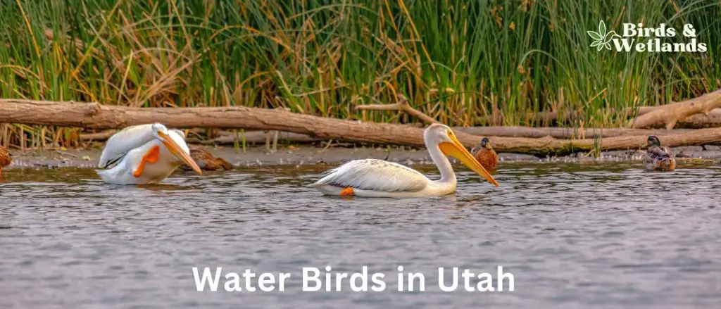 21 Water Birds in Utah (+ ID Guide) - Birds & Wetlands
