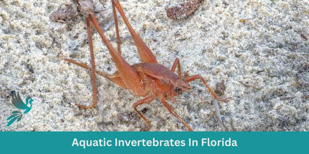Aquatic Invertebrates In Florida - Birds & Wetlands