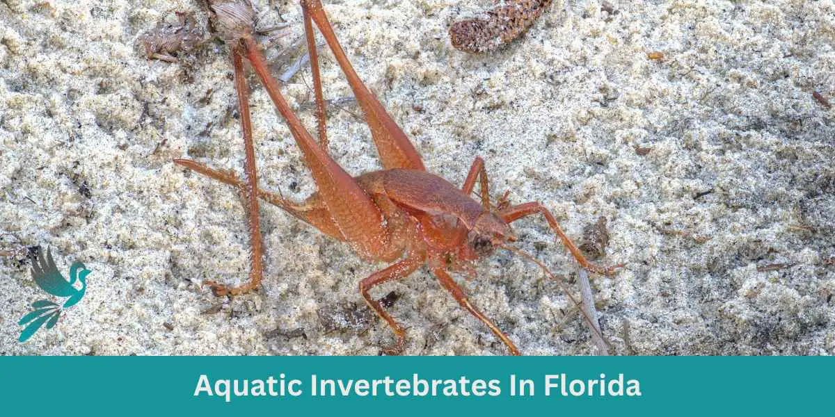 Aquatic Invertebrates In Florida - Birds & Wetlands