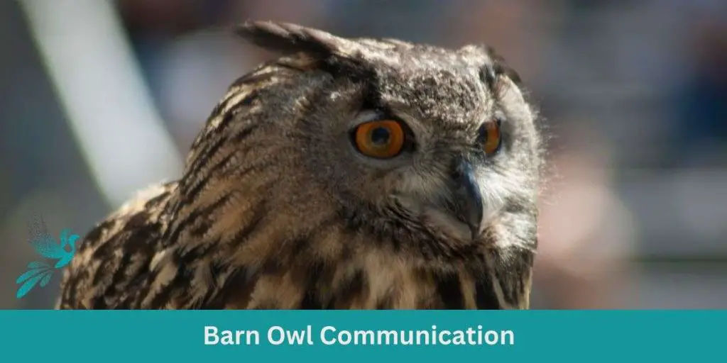 Echoes in the Night: Understanding Barn Owl Communication - Birds & Wetlands