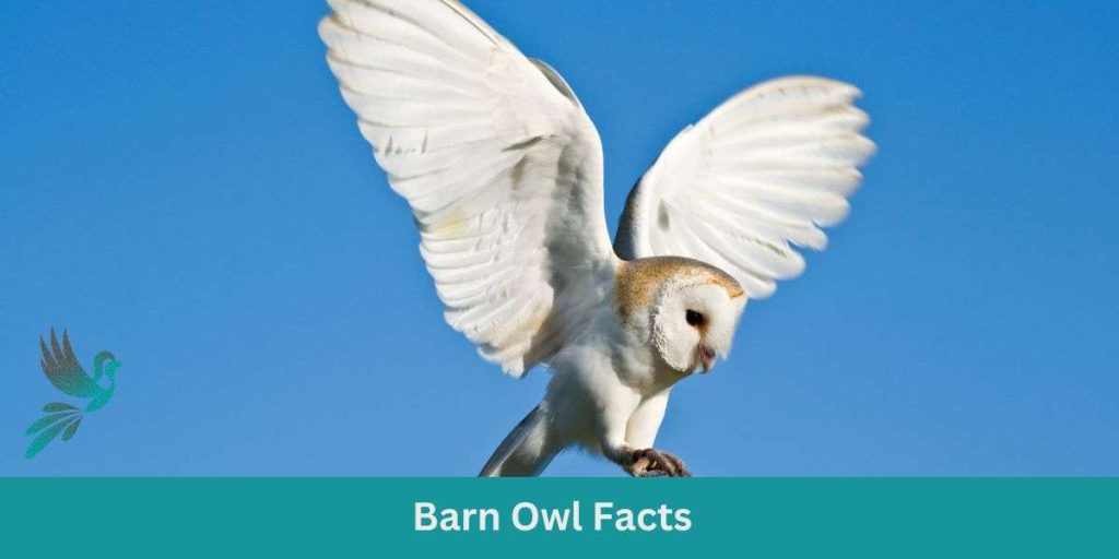 Barn Owl Facts and Fun for Kids - Birds & Wetlands
