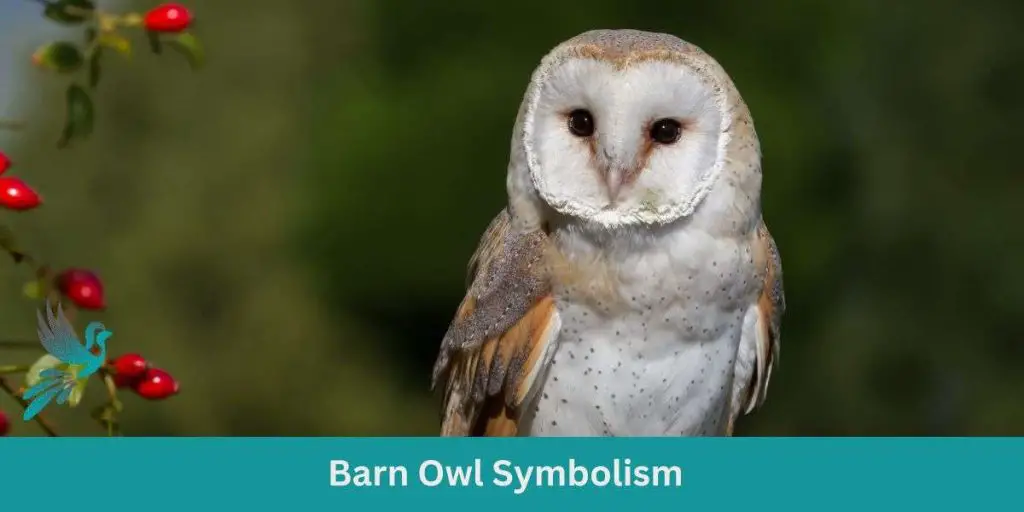 Beyond the Feathers: Barn Owl Symbolism - Birds & Wetlands