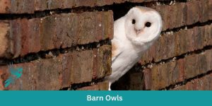 Fascinating Facts and Unique Adaptations of the Barn Owls - Birds ...