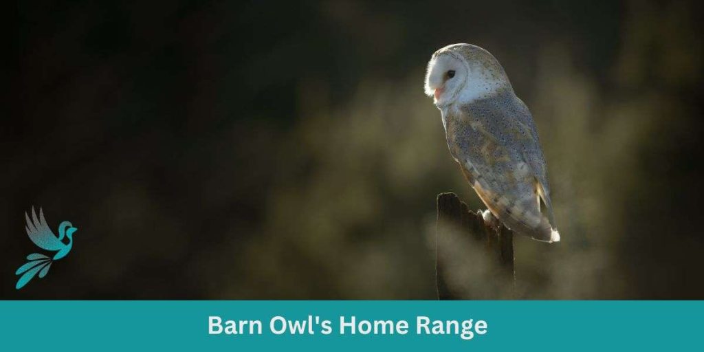 Whispers in the Night: Exploring the Barn Owl's Home Range - Birds ...