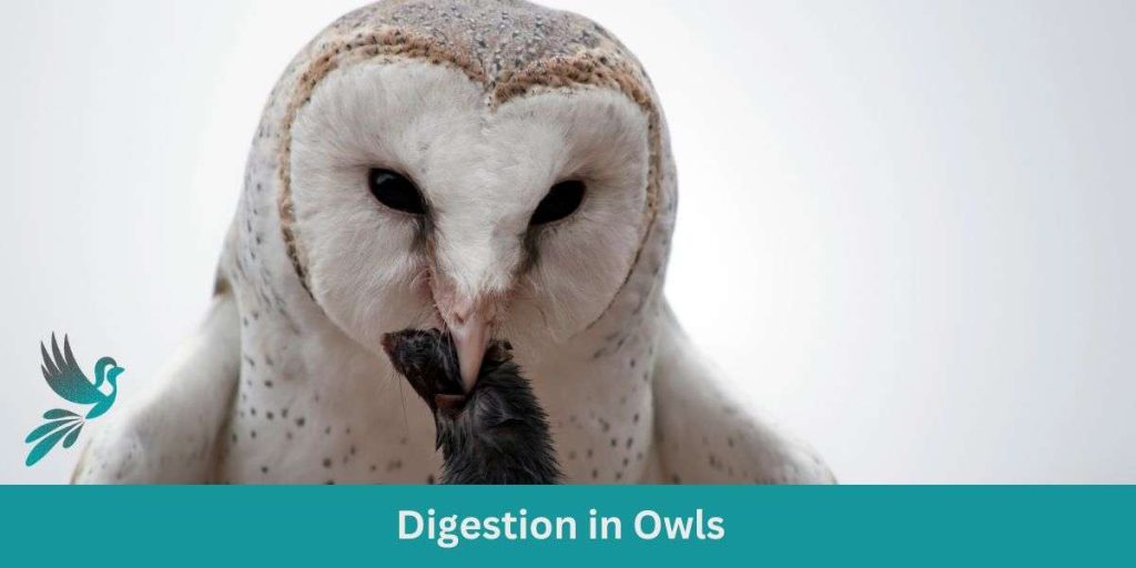 Digestion in Owls: From Beak to Pellet - Birds & Wetlands